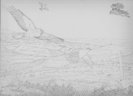 Hen harrier hunting grouse illustration - Lizzie Harper