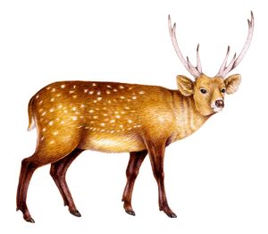 Deer, camel, and a yak - Lizzie Harper