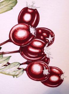 Step by step Botanical illustration of Hawthorn berries - Lizzie Harper