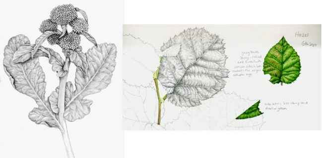 Botanical illustration tips on painting leaves - Lizzie Harper