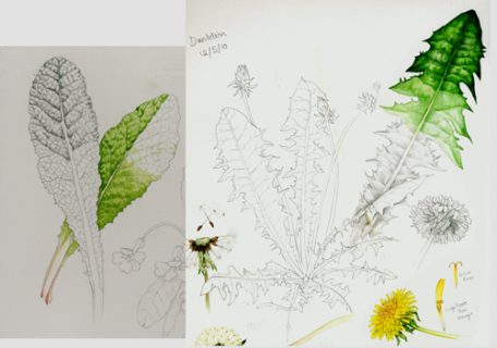 Leaves and tonal studies - Lizzie Harper
