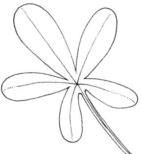 Botanical Illustration: Tips on leaf shapes - Lizzie Harper