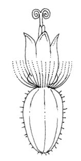 Botanical Illustration - Tips on painting Composite flowers - Lizzie Harper