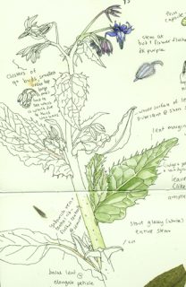 pen and ink sketch of borage sketchbook sudy by Lizzie Harper - Lizzie ...
