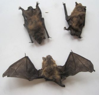 Bat reference - Lizzie Harper