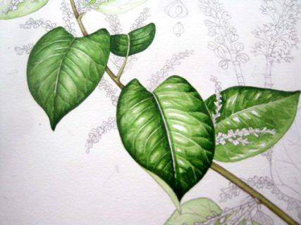 Japanese knotweed sketchbook study - Lizzie Harper