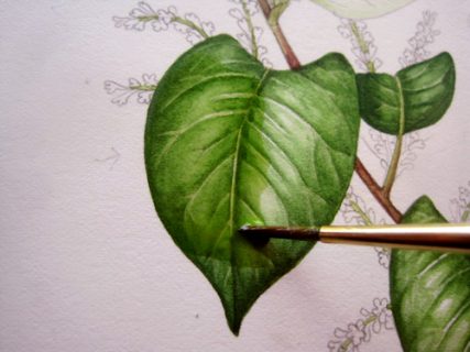 Japanese knotweed sketchbook study - Lizzie Harper