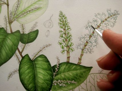 Japanese knotweed sketchbook study - Lizzie Harper