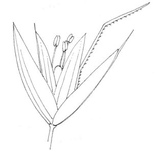 Glorious grasses - Lizzie Harper