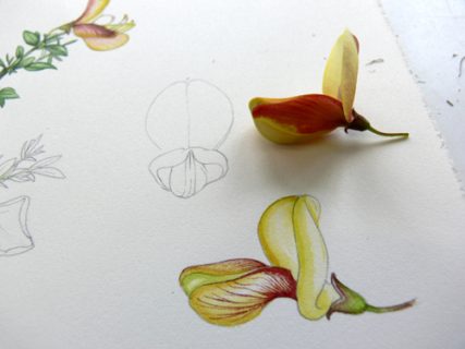 Botanical Illustration: Sketchbook study of Broom - Lizzie Harper