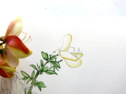 Botanical Illustration: Sketchbook study of Broom - Lizzie Harper