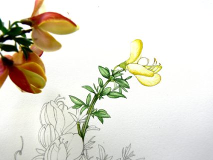 Botanical Illustration: Sketchbook study of Broom - Lizzie Harper