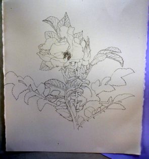 Step by step sketchbook study of a rose - Lizzie Harper