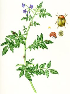Scientific Illustration: Life Cycles - Lizzie Harper