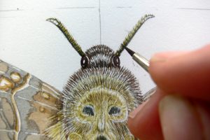 Scientific Illustration of a Death's Head Hawkmoth - Lizzie Harper