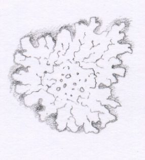 Introduction to Lichens - Lizzie Harper
