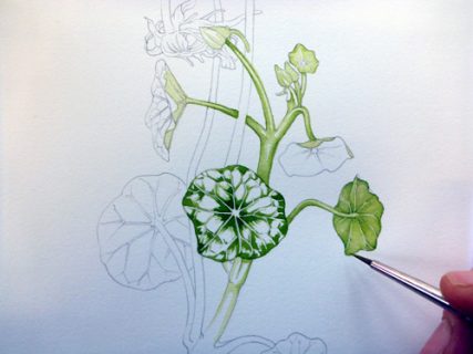 Step by step Nasturtium illustration - Lizzie Harper