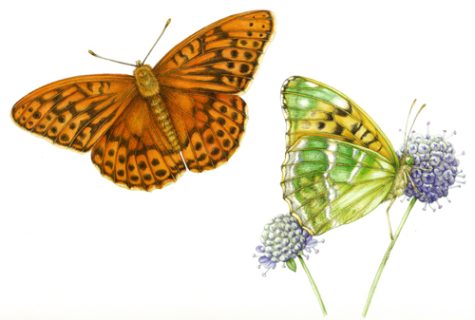 Illustration of Silver Washed Fritillary Butterfly - Lizzie Harper