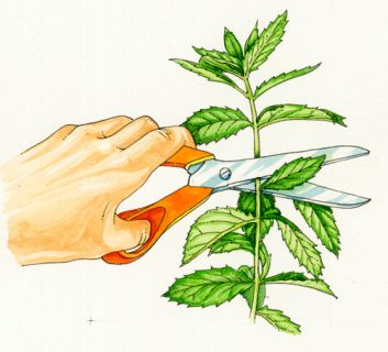 Gardening illustrations: Drawing hands - Lizzie Harper