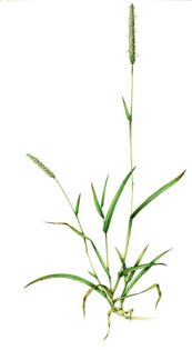 Leaf Shape: Margins, Venation and Position - Lizzie Harper