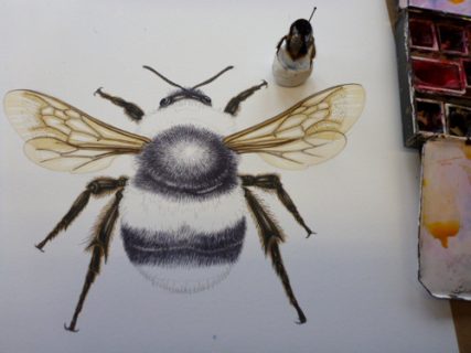 Illustrating a Bumble bee - Lizzie Harper