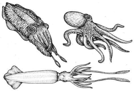 Cephalopods natural history illustration by Lizzie Harper - Lizzie Harper