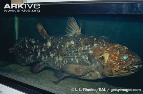 Coelacanth-specimen at the Natural History Museum - Lizzie Harper