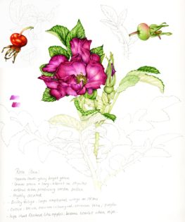 Botanical Illustration: Why it's still relevant - Lizzie Harper