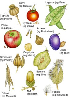 Botanical terms for fruit types - Lizzie Harper