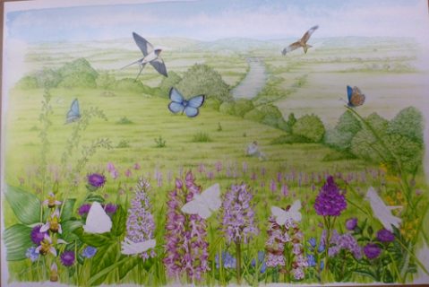 Hartslock final 7 natural history illustration by Lizzie Harper ...