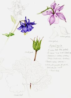 Botanical terms for fruit types - Lizzie Harper