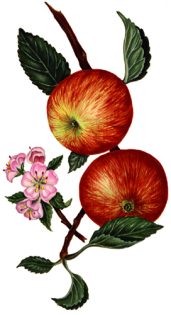 Botanical terms for fruit types - Lizzie Harper