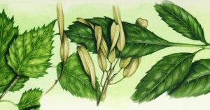 Botanical Illustration: the achene - Lizzie Harper