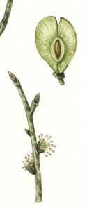 Botanical Illustration: the achene - Lizzie Harper