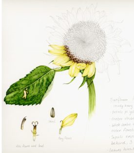 Botanical Illustration: the achene - Lizzie Harper