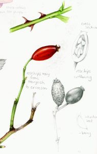 Botanical Illustration: the achene - Lizzie Harper