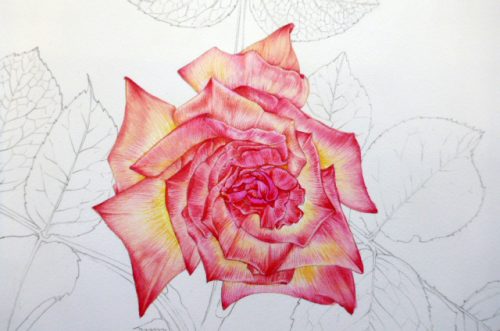 Botanical Illustration: Rose step by step - Lizzie Harper