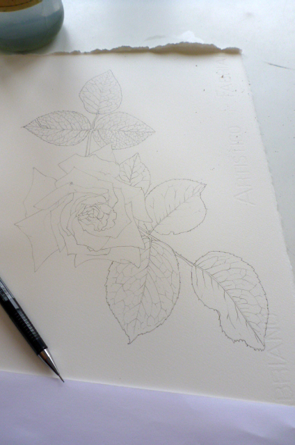 Step by step botanical illustration by Lizzie Harper of a Rose 3 ...
