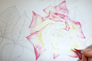 Botanical Illustration: Rose step by step - Lizzie Harper
