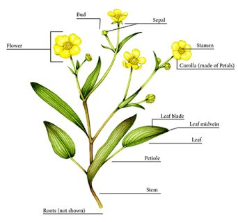 Botany Terms: The basics - Lizzie Harper