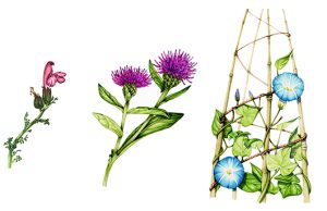 Botany Terms: The basics - Lizzie Harper