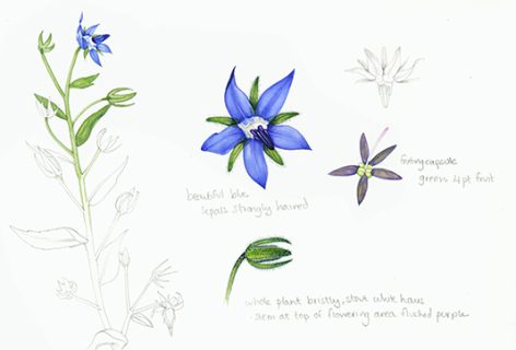 hypogynous ovary borage botanical illustration by Lizzie Harper ...