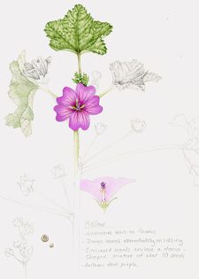 The Ovary in Botany - Lizzie Harper