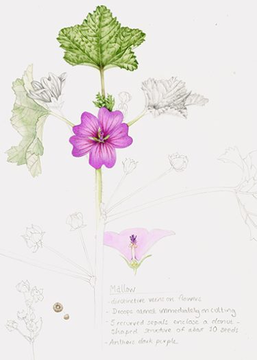 The Ovary in Botany - Lizzie Harper