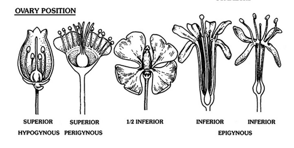 The Ovary in Botany - Lizzie Harper