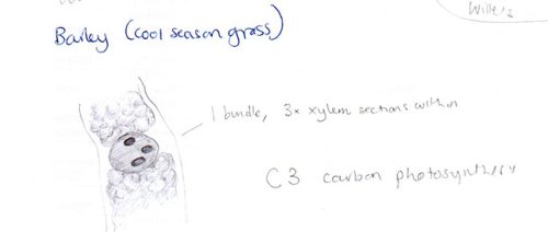 Inspirations: The C4 Rice Project - Lizzie Harper