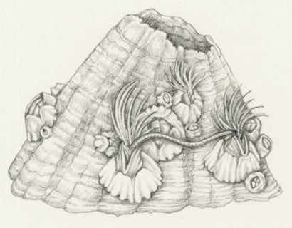The tale of a Barnacle drawing - Lizzie Harper
