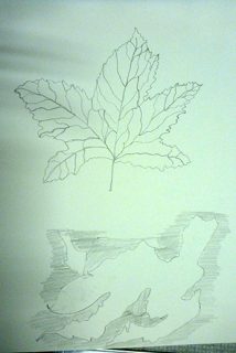 Botanical Illustration Workshop drawing leaves - Lizzie Harper