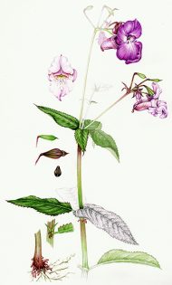 Illustrating Invasive Plant Species - Lizzie Harper
