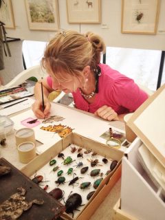 Natural History Illustration at Art in Action - Lizzie Harper